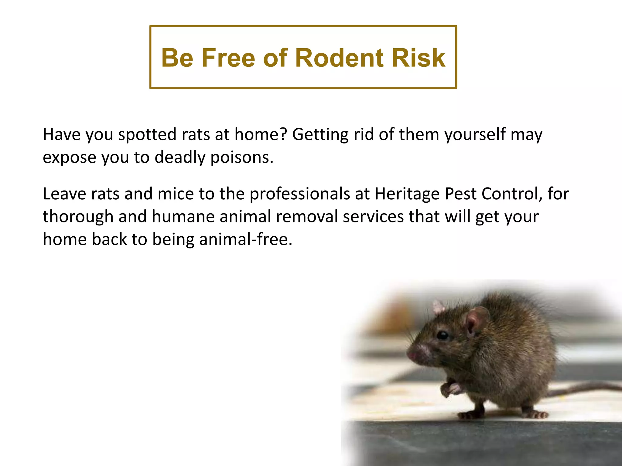 The Rodent Risk: Problem and Solution | PPTX