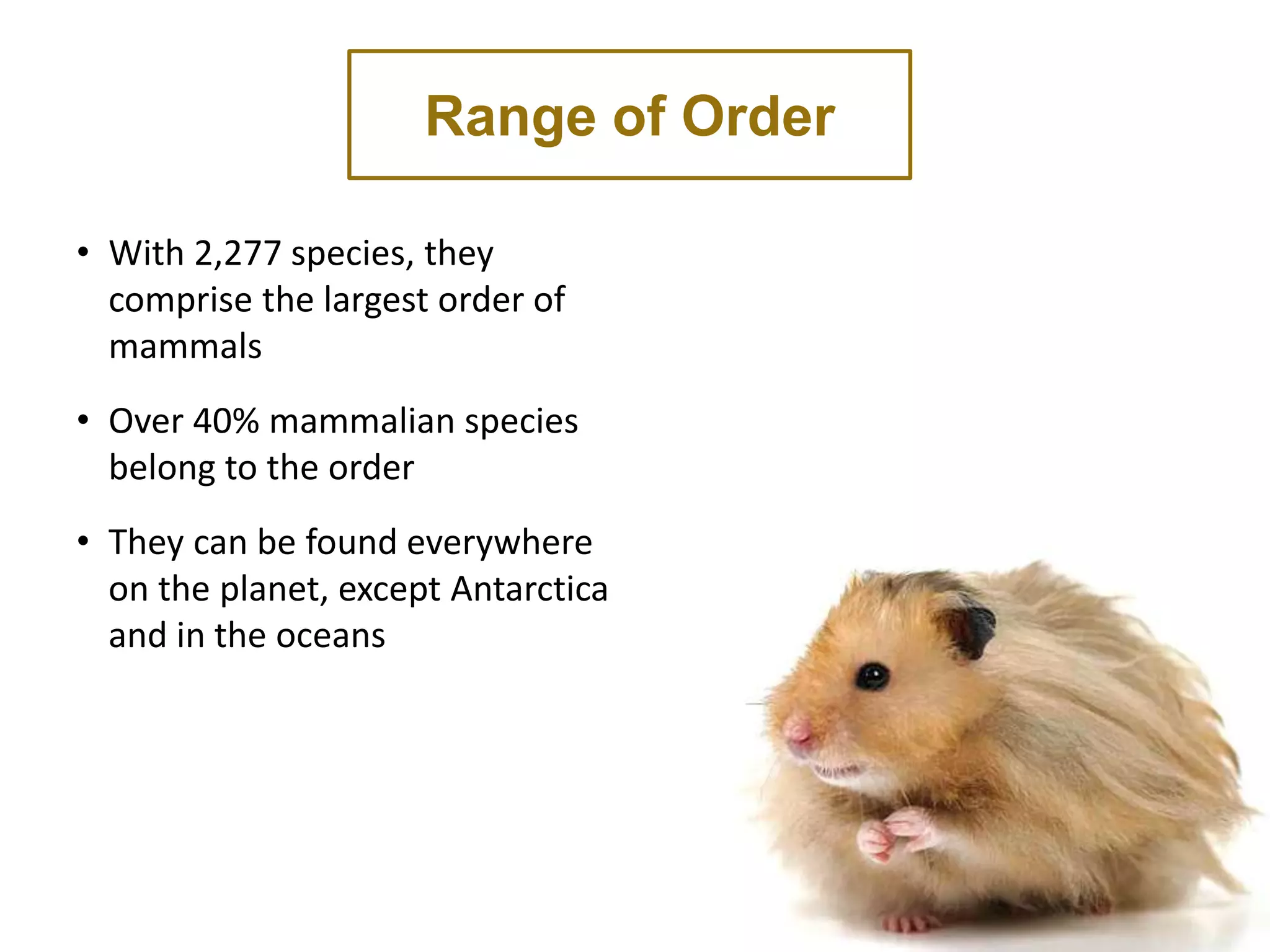 The Rodent Risk: Problem and Solution | PPTX