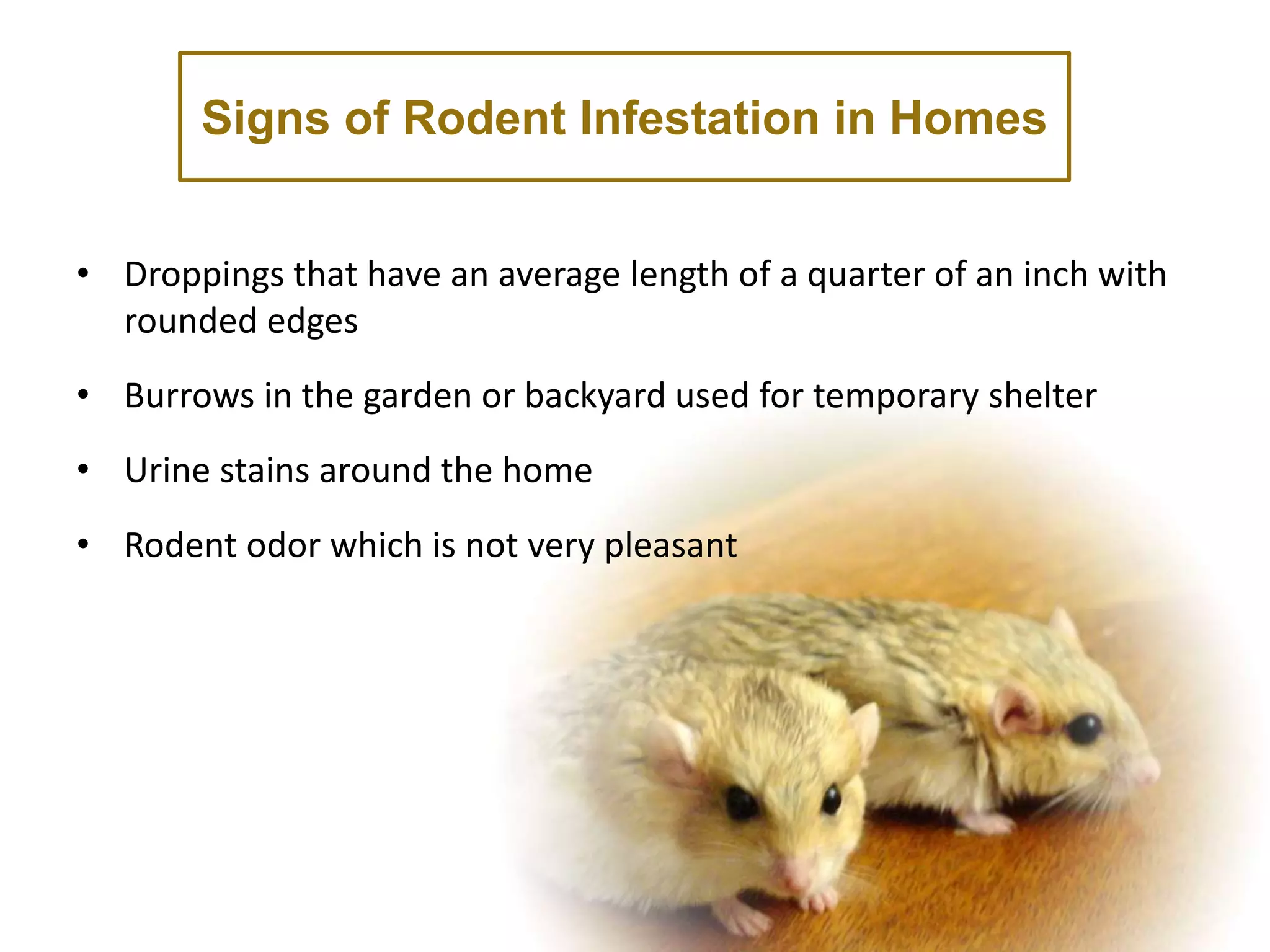 The Rodent Risk: Problem and Solution | PPTX