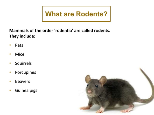 The Rodent Risk: Problem and Solution | PPTX