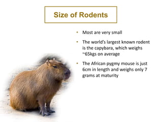 The Rodent Risk: Problem and Solution | PPTX