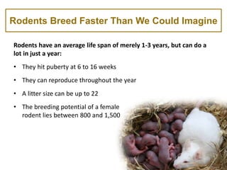 The Rodent Risk: Problem and Solution | PPTX