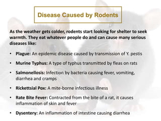 The Rodent Risk: Problem and Solution | PPTX