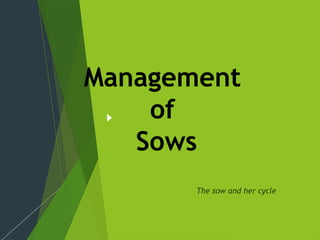 Presentation 2-Management practices of Sow.pptx