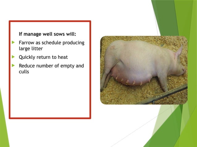 Presentation 2-Management practices of Sow.pptx