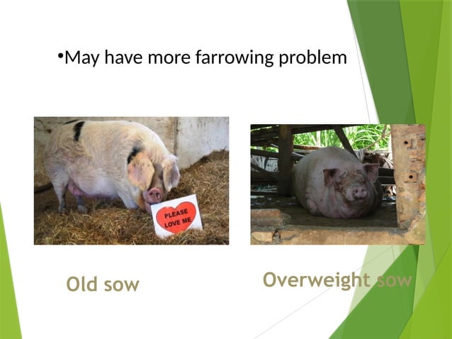 Presentation 2-Management practices of Sow.pptx