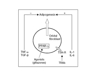 Pathophysiology of Graves Orbitopathy | PPT