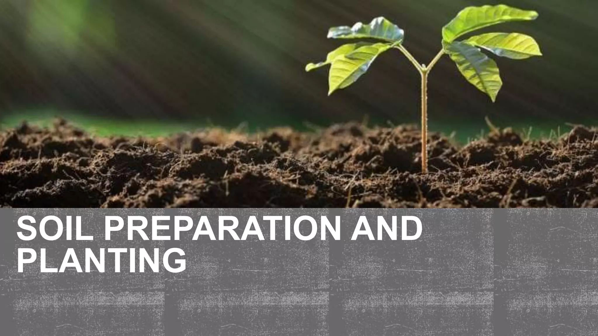SOIL PREPARATION AND PLANTING | PPTX