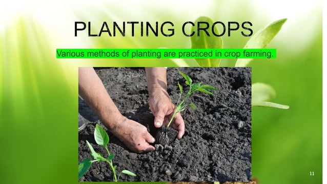 SOIL PREPARATION AND PLANTING | PPTX | Agriculture | Industries