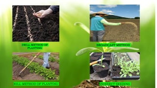 SOIL PREPARATION AND PLANTING | PPTX