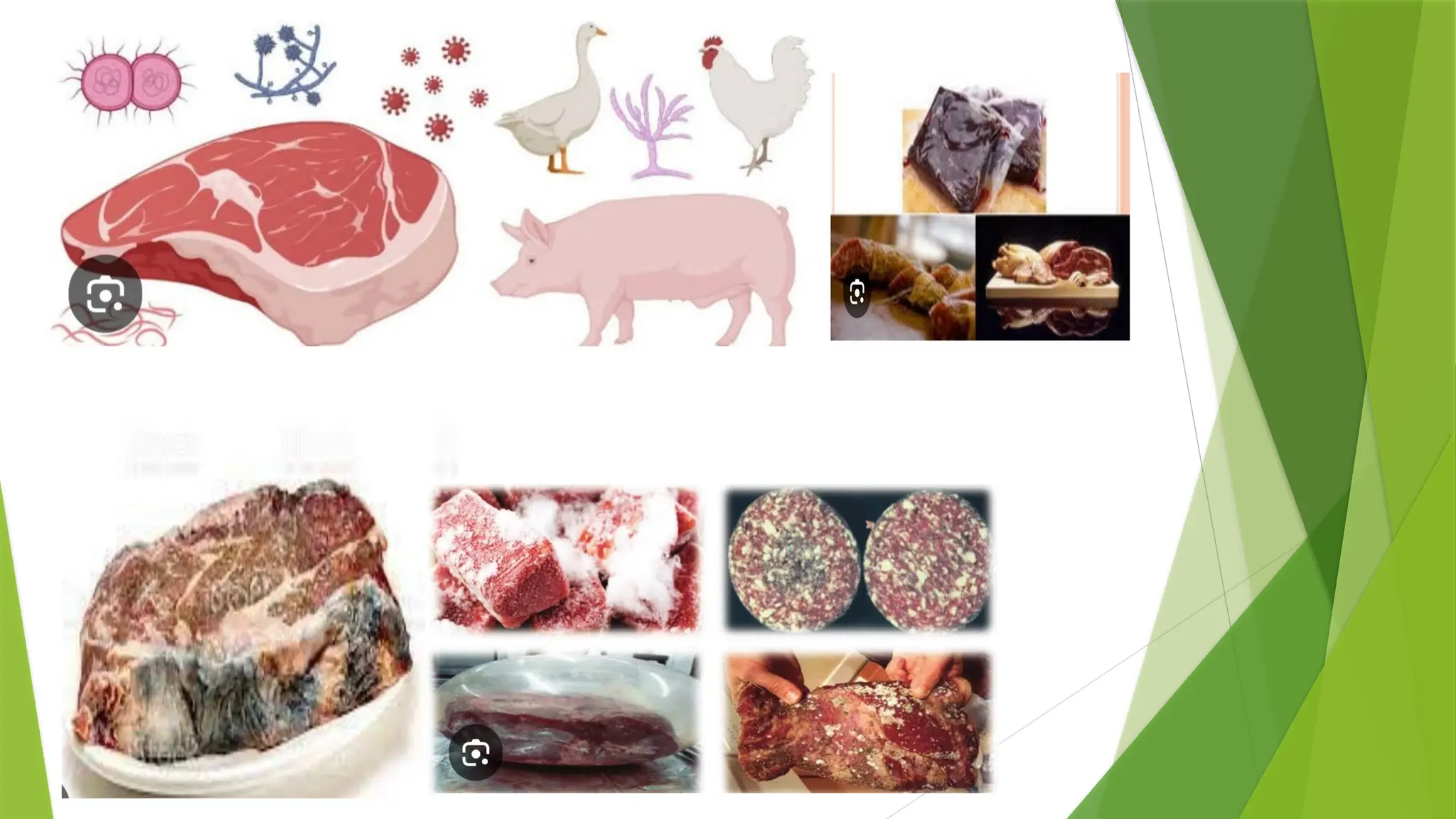 Food microbiology -spillage of food food product | PPTX