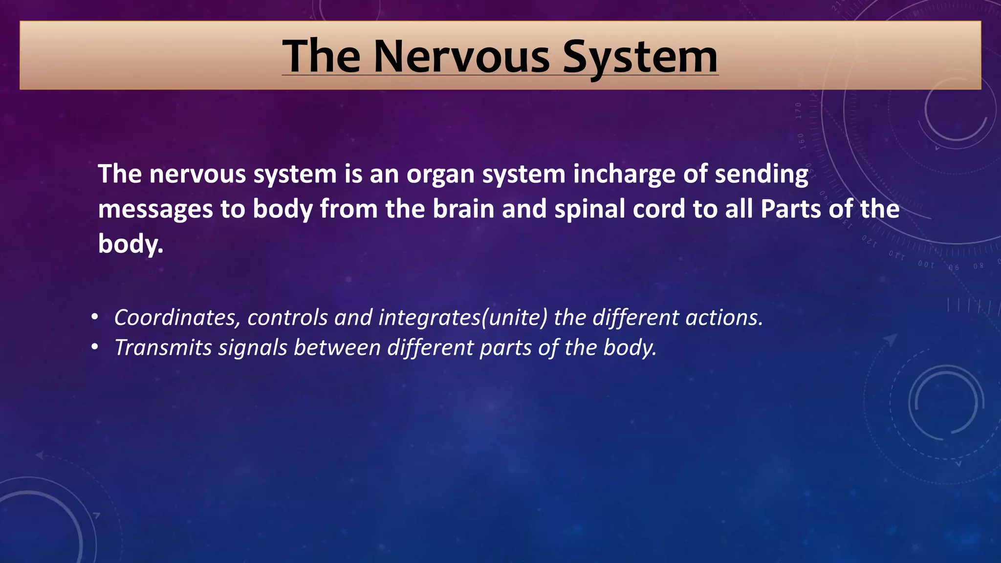 NERVOUS SYSTEM | PPTX
