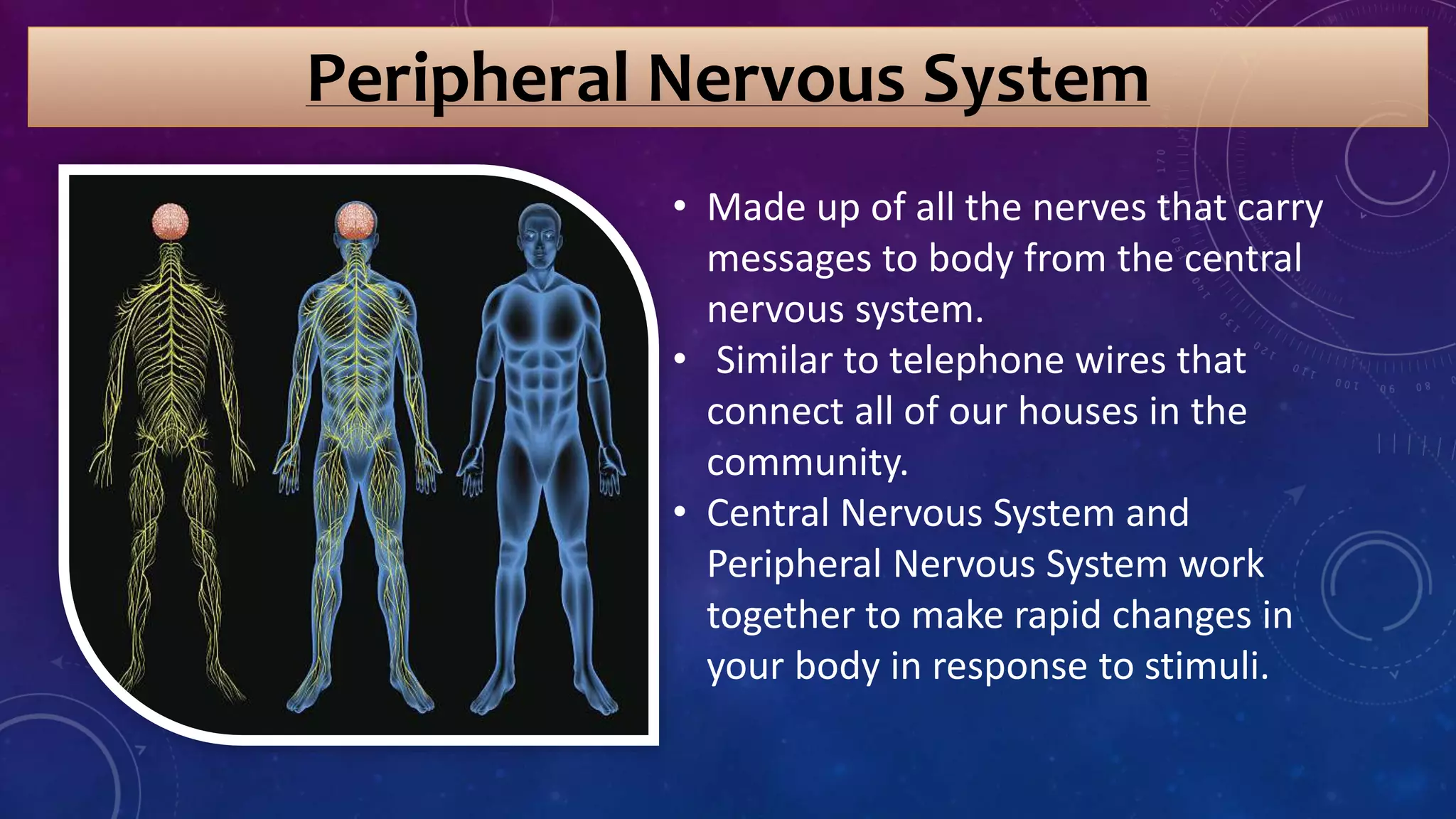 NERVOUS SYSTEM | PPTX