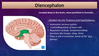 NERVOUS SYSTEM | PPTX