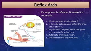 NERVOUS SYSTEM | PPTX
