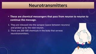 NERVOUS SYSTEM | PPTX