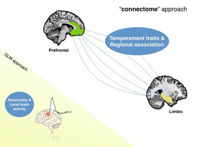 Functional network organizations of two contrasting temperament groups ...