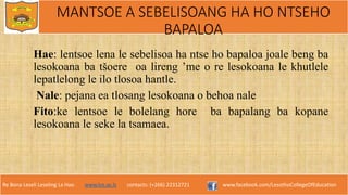 PAPALI EA LESOKOANA | PPTX