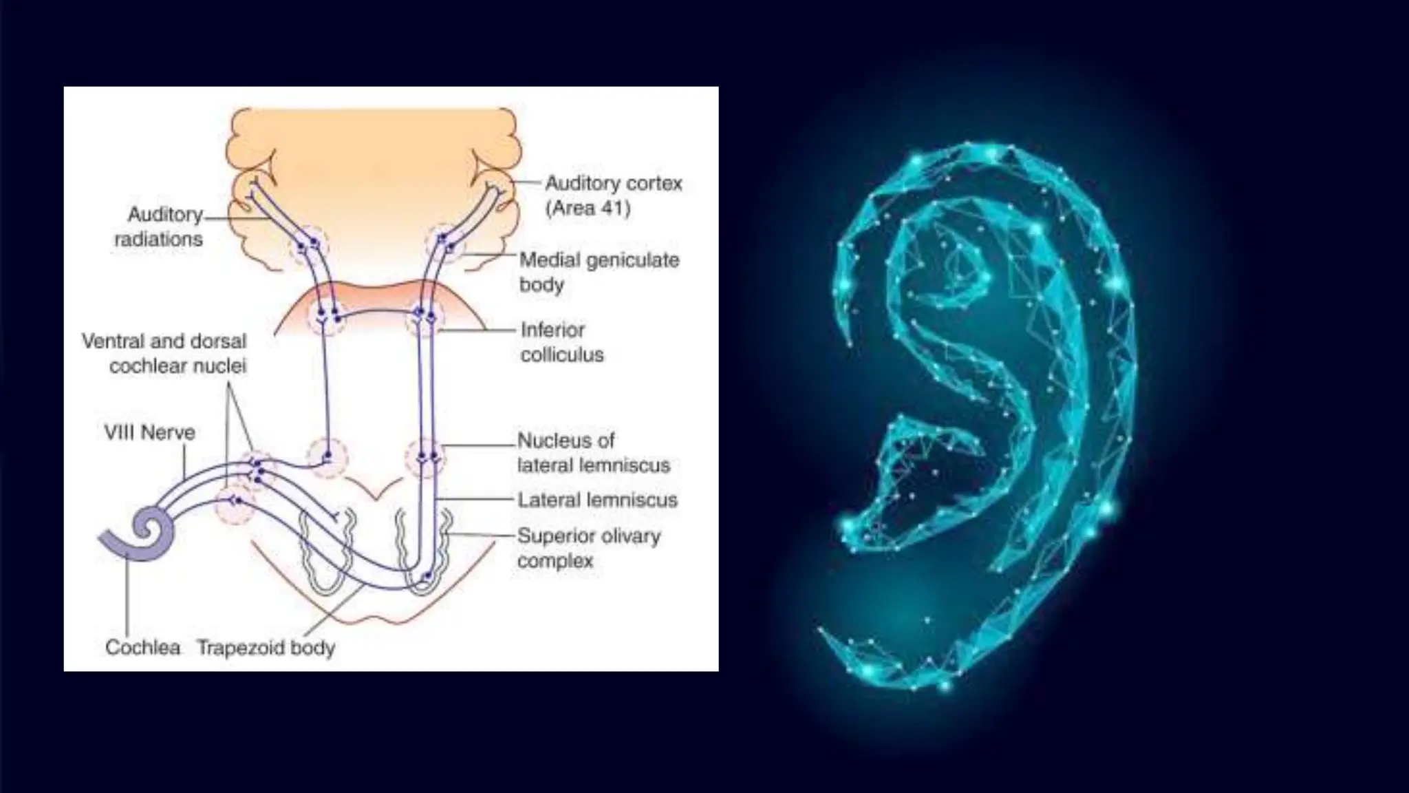 Physiology of HEARING ENT.pptx
