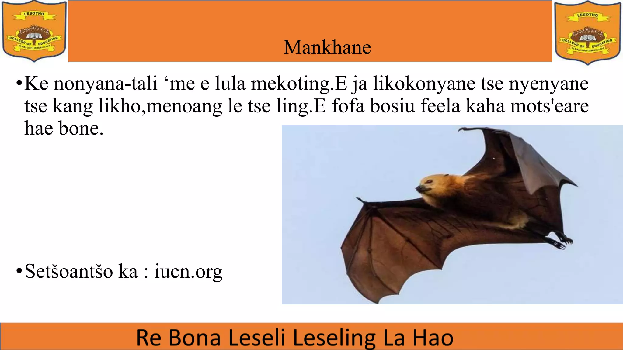 Linonyana tsa Lesotho | PPTX