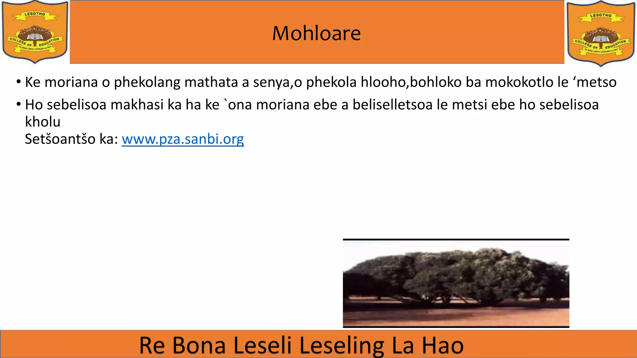 MERIANA EA SESOTHO | PPTX