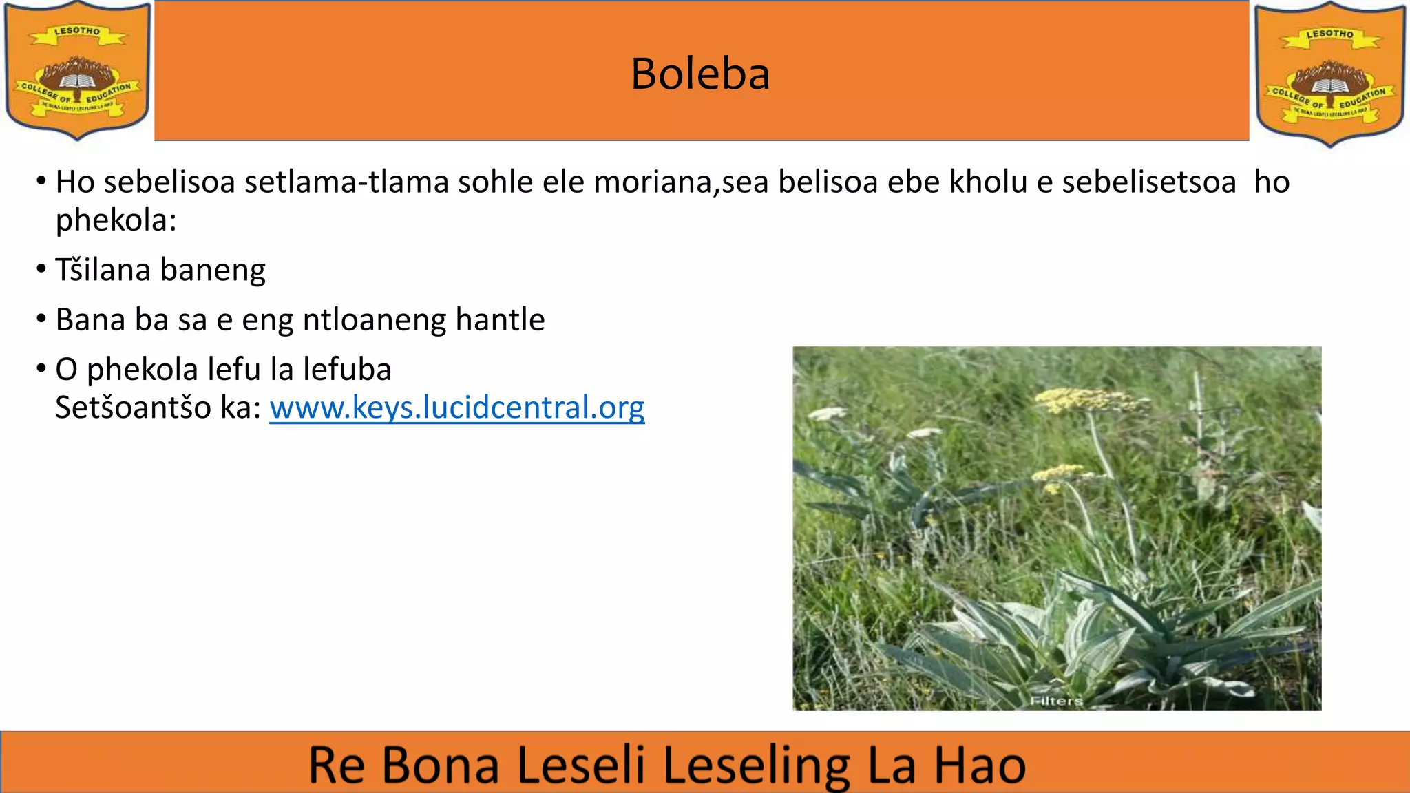 MERIANA EA SESOTHO | PPTX