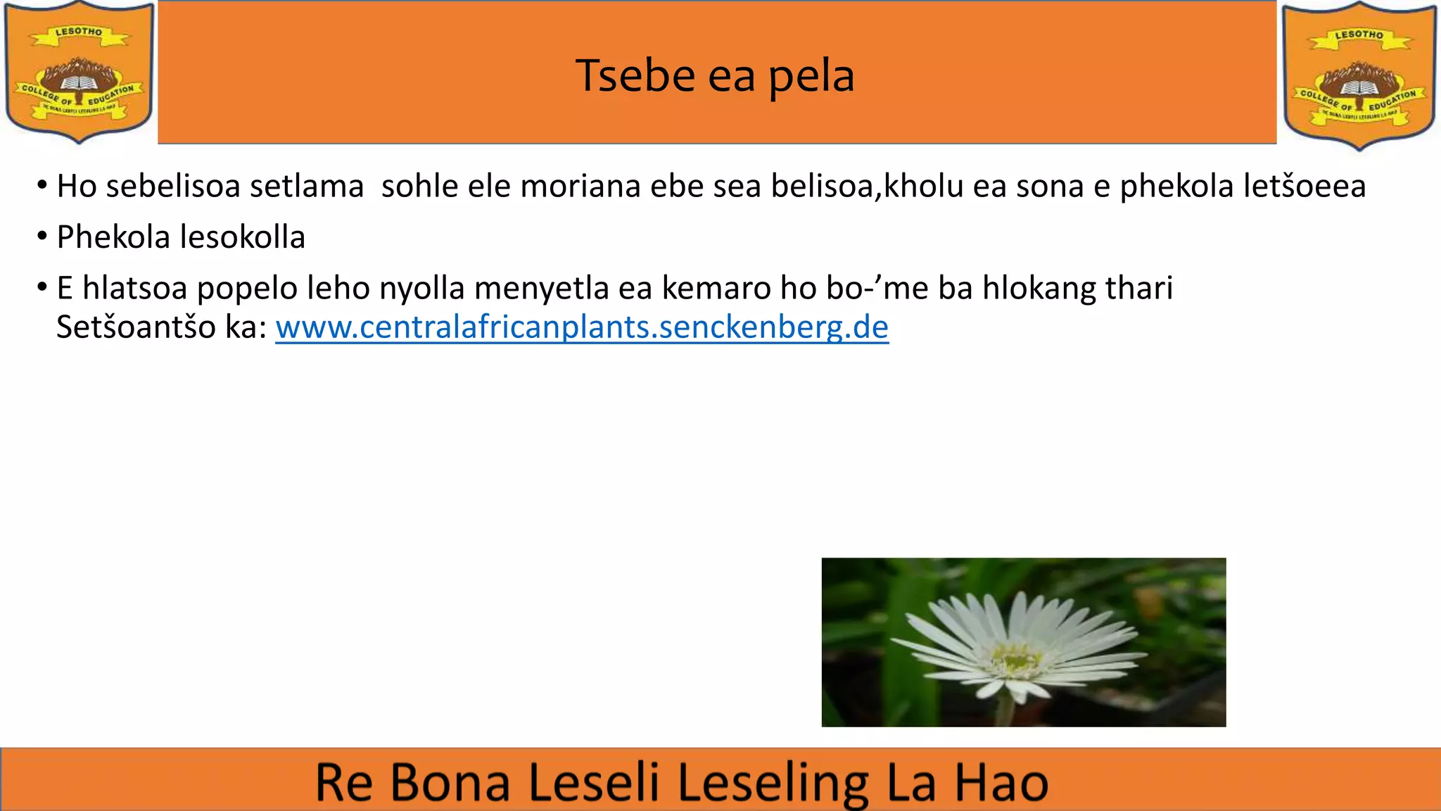 MERIANA EA SESOTHO | PPTX