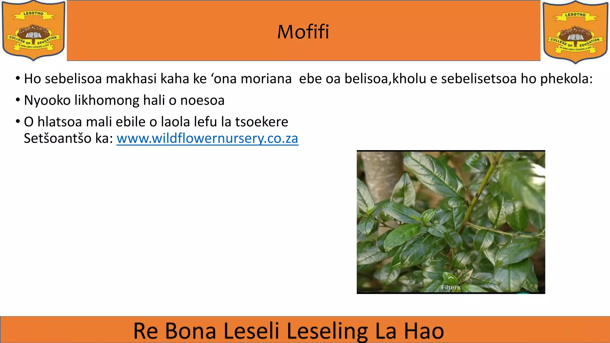 MERIANA EA SESOTHO | PPTX