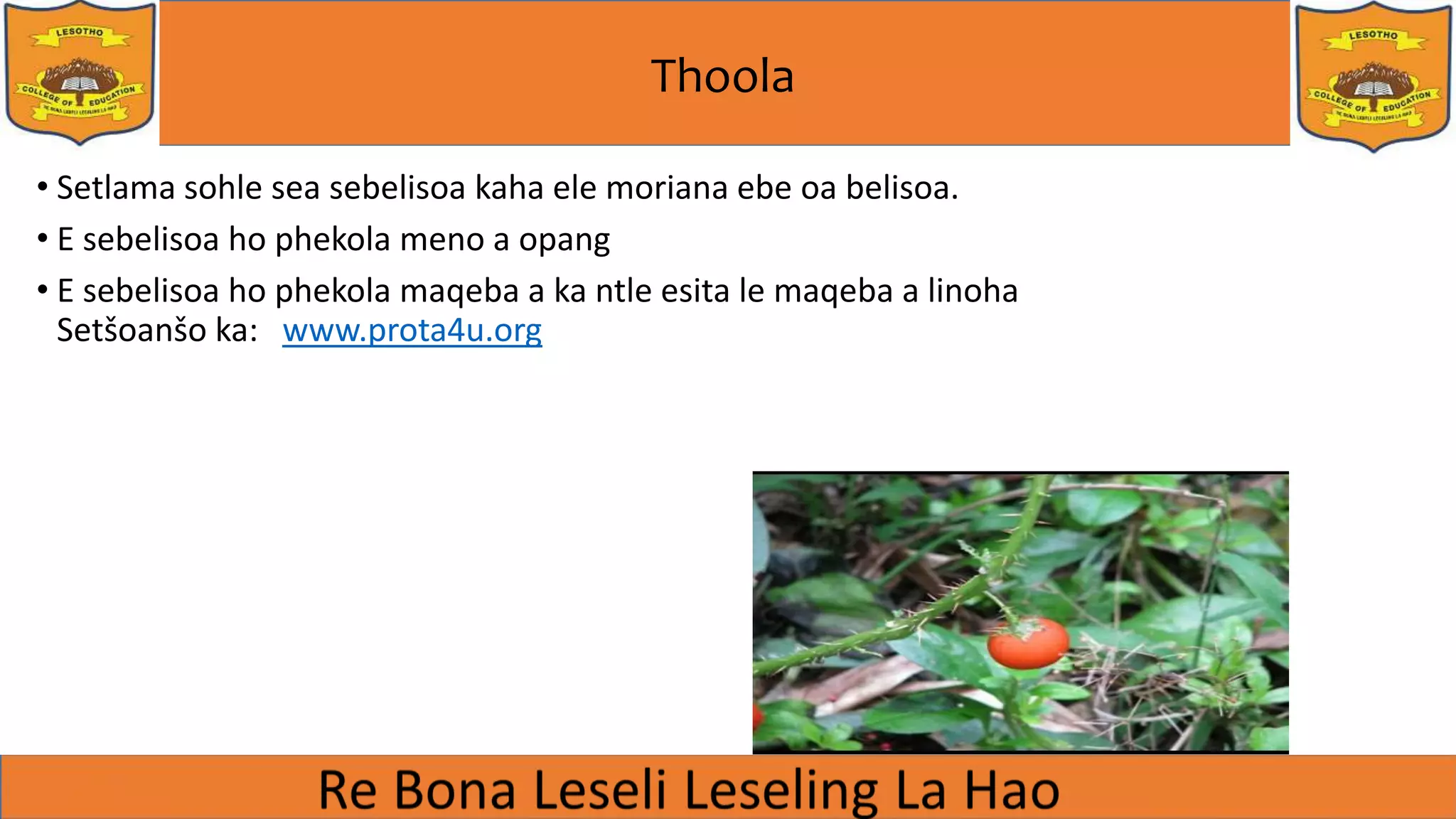 MERIANA EA SESOTHO | PPTX