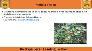 MERIANA EA SESOTHO | PPTX