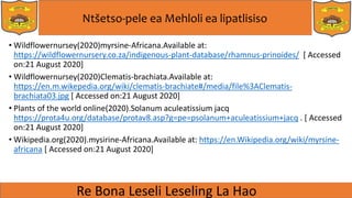 MERIANA EA SESOTHO | PPTX