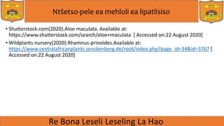 MERIANA EA SESOTHO | PPTX