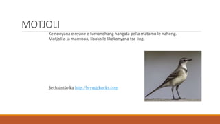 LINONYANA TSE NYENYANE | PPTX