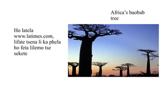 Melemo ea lifate | PPTX