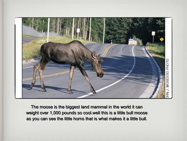 moose | PPT