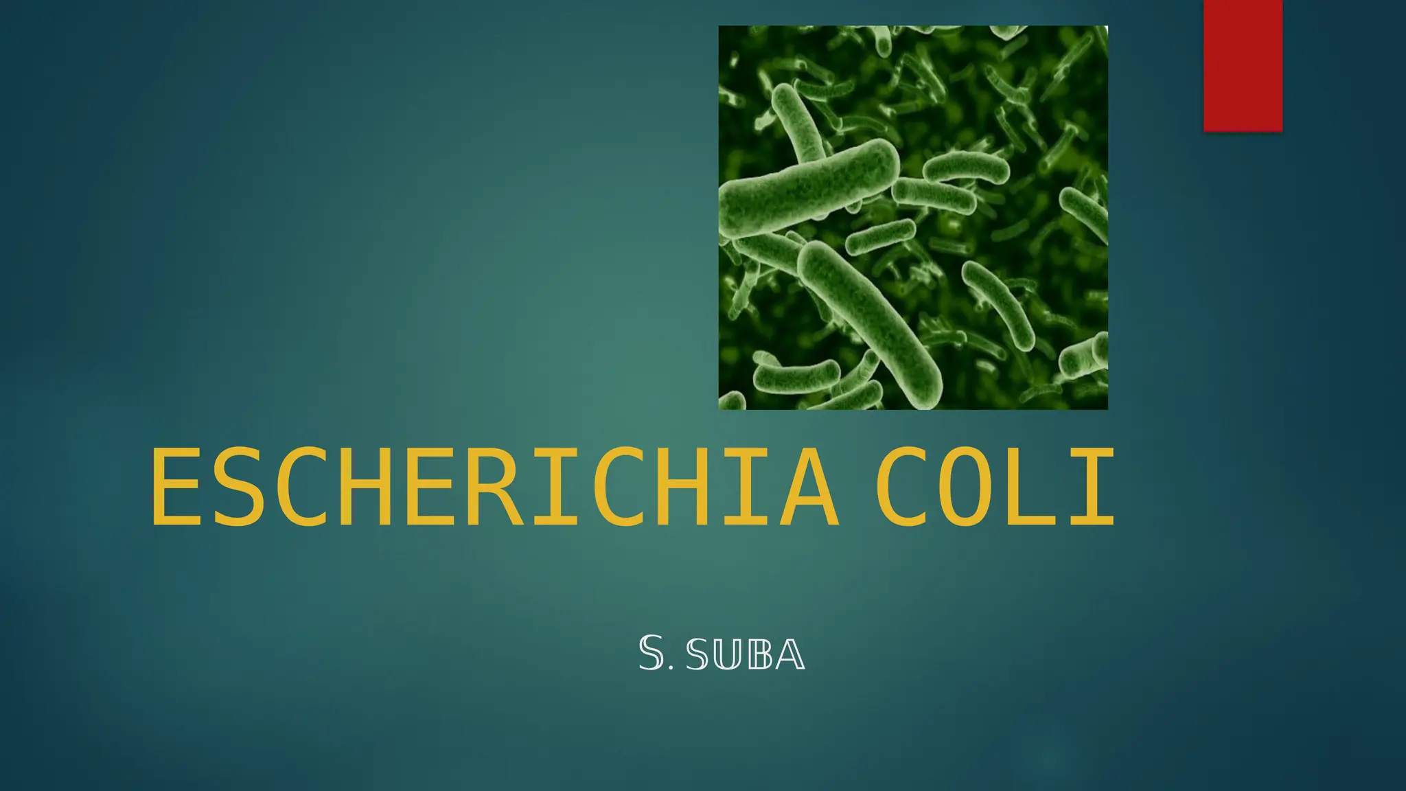 Medical Bacteriology - Escherichia coli-E. Coli | PPT