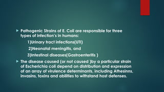 Medical Bacteriology - Escherichia coli-E. Coli | PPT