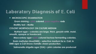 Medical Bacteriology - Escherichia coli-E. Coli | PPT