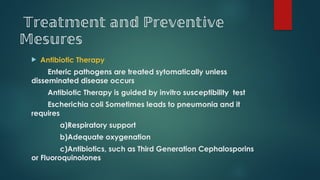 Medical Bacteriology - Escherichia coli-E. Coli | PPT