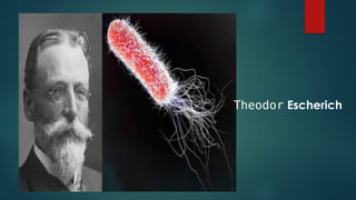 Medical Bacteriology - Escherichia coli-E. Coli | PPT
