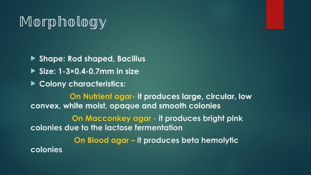 Medical Bacteriology - Escherichia coli-E. Coli | PPT