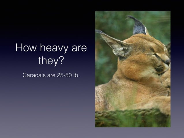 Caracals by Sasha | PPT