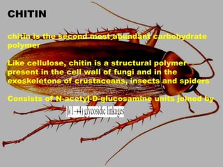 Disaccharides and Polysaccharides | PPTX