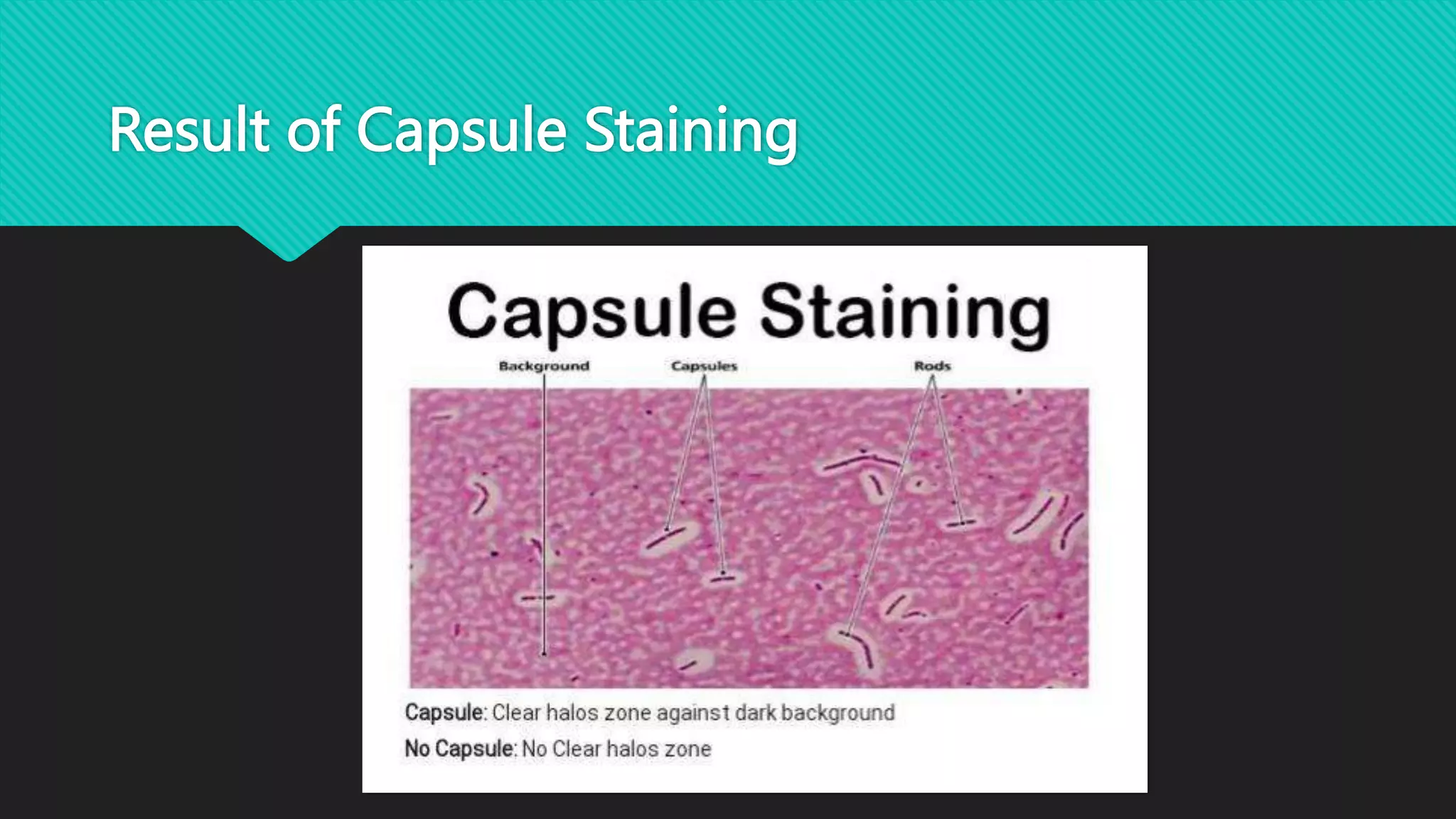 capsule staining | PPTX