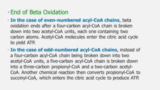 beta oxidation of fatty acids | PDF