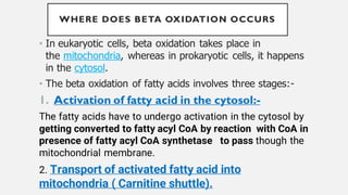 beta oxidation of fatty acids | PDF