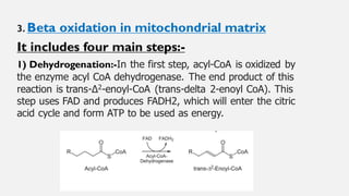beta oxidation of fatty acids | PDF