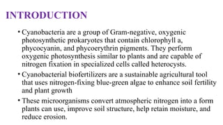 CYANOBACTERIAL BIOFERTILIZER-Nostoc, Anabaena, Hapalosiphon | PPTX