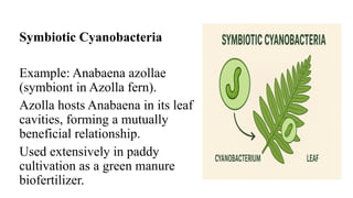 CYANOBACTERIAL BIOFERTILIZER-Nostoc, Anabaena, Hapalosiphon | PPTX