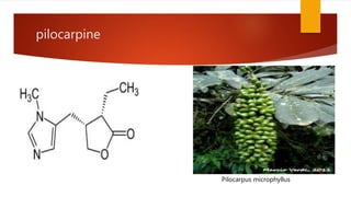 medicinal importance of all types of alkaloids. | PPTX